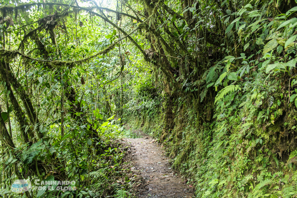 mindo-ecuador-17 - Caminando por el Globo