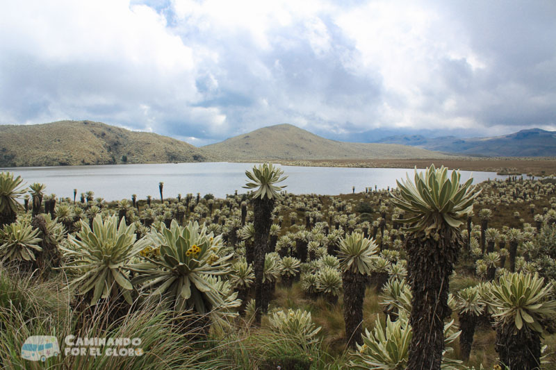 Reserva El Ángel y Bosque Polylepis: páramo y árboles milenarios