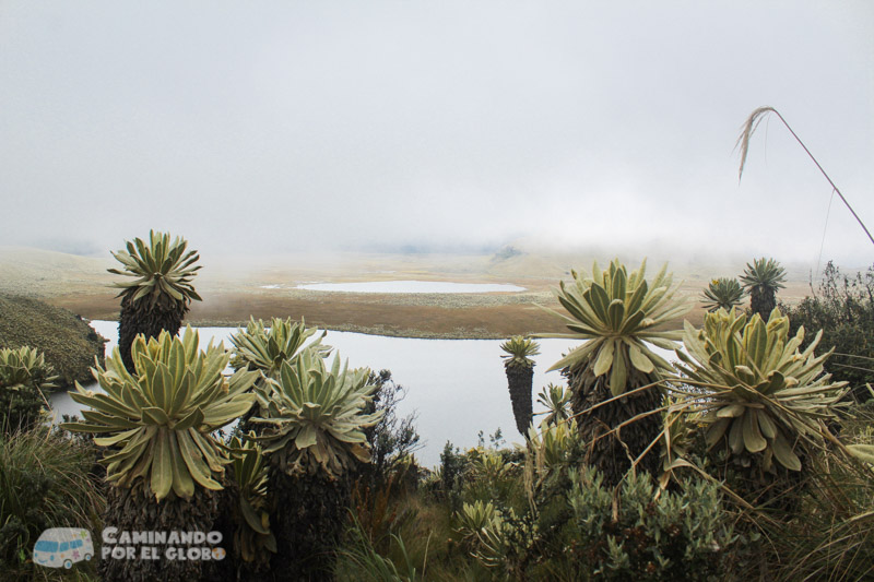 Reserva El Ángel y Bosque Polylepis: páramo y árboles milenarios